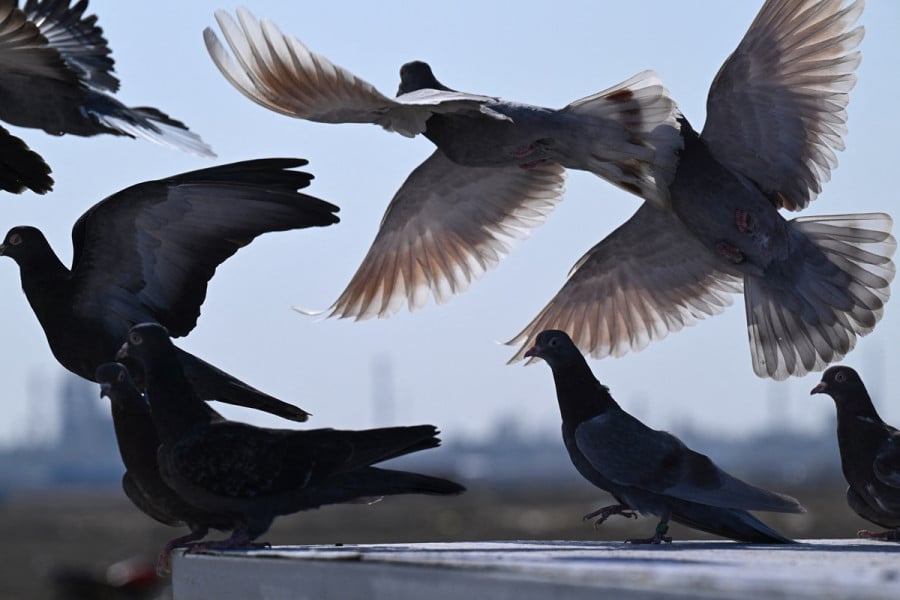 Casablanca: comment expliquer la prolifération des pigeons? | SNRT News